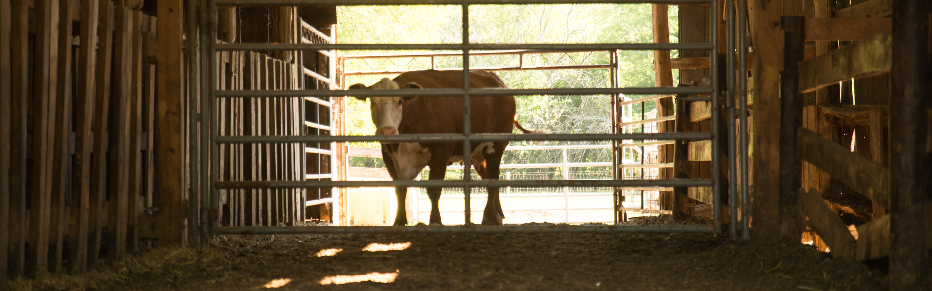 American Embryo Transfer Association (AETA)