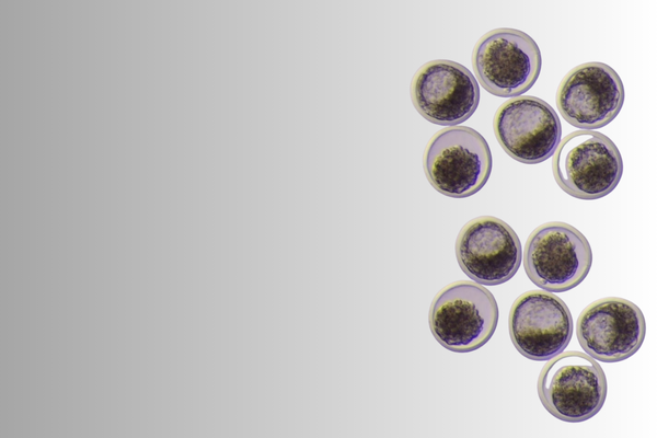 American Embryo Transfer Association (AETA)